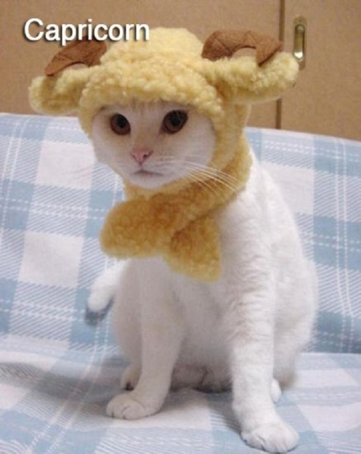 Behold, The 12 Cats Of The Zodiac - The Frisky