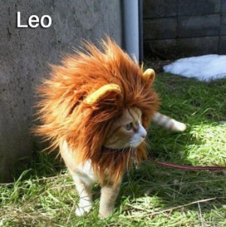 Behold, The 12 Cats Of The Zodiac - The Frisky