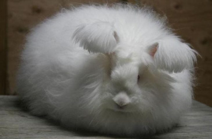 How to care for your Angora Rabbit - The Frisky