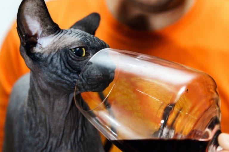 Now You Can Have A Glass Of Wine With Your Cat - The Frisky