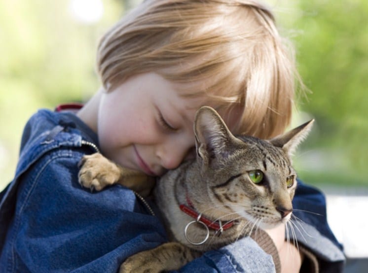 Amazing: Cat Rescues Boy From Dog Attack - The Frisky