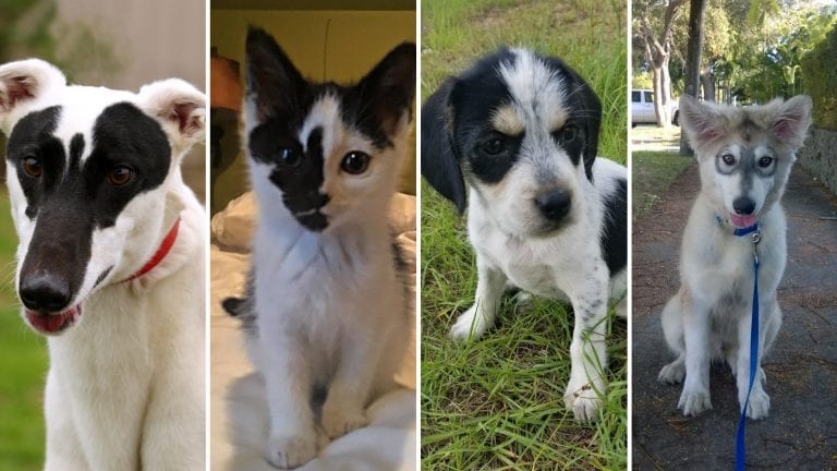 20 Amazing Masked Animals - The Frisky