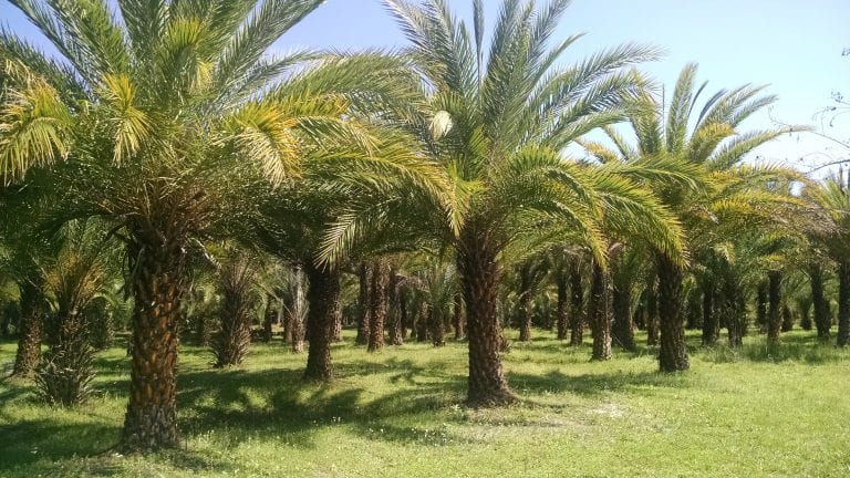 Things you need to know when buying palm tree - The Frisky