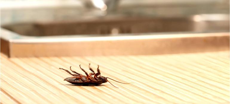 How to rid get of roaches fast? - The Frisky