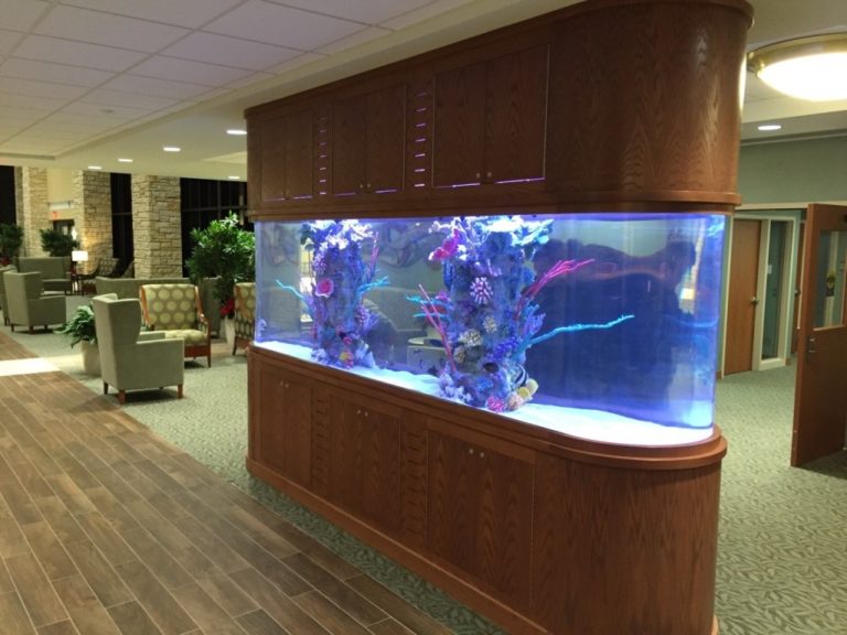 Everything You Need To Know About Fiberglass Aquariums - The Frisky