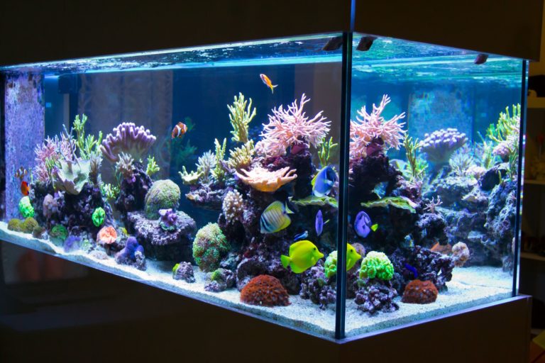 Everything You Need To Know About Fiberglass Aquariums - The Frisky