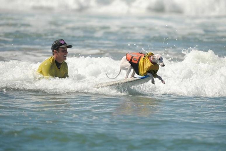11 Photos Of Dogs Surfing - The Frisky