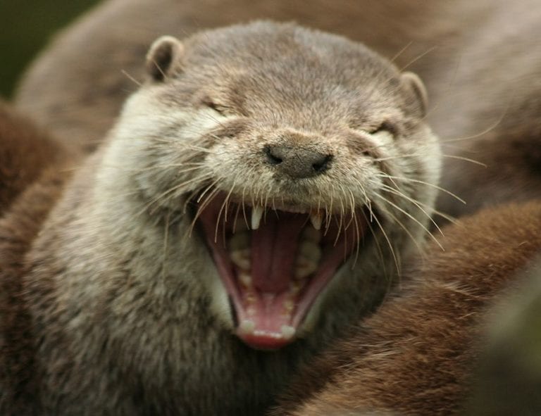 10 Animals Laughing At Your Jokes - The Frisky