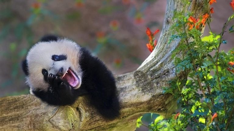 10 Animals Laughing At Your Jokes - The Frisky