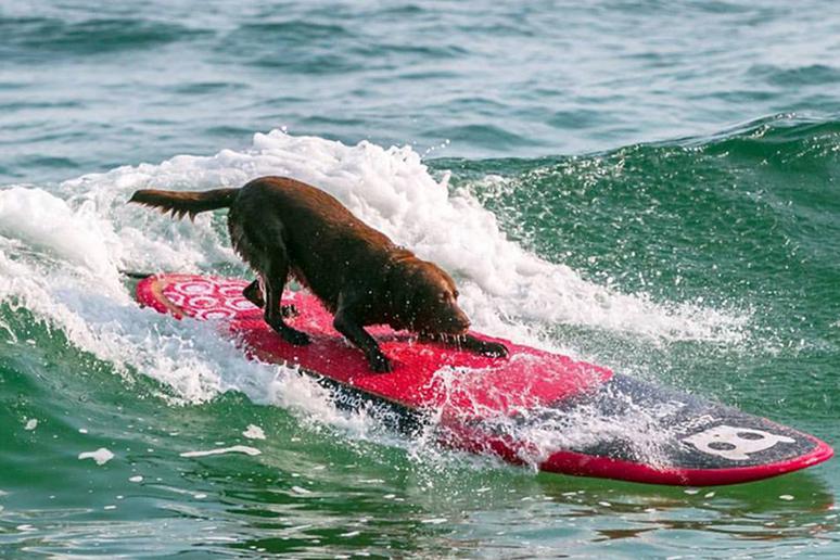 11 Photos Of Dogs Surfing - The Frisky