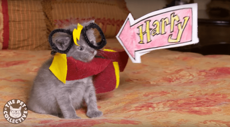 Harry Potter In A Minute, As Re-Enacted By Cats - The Frisky