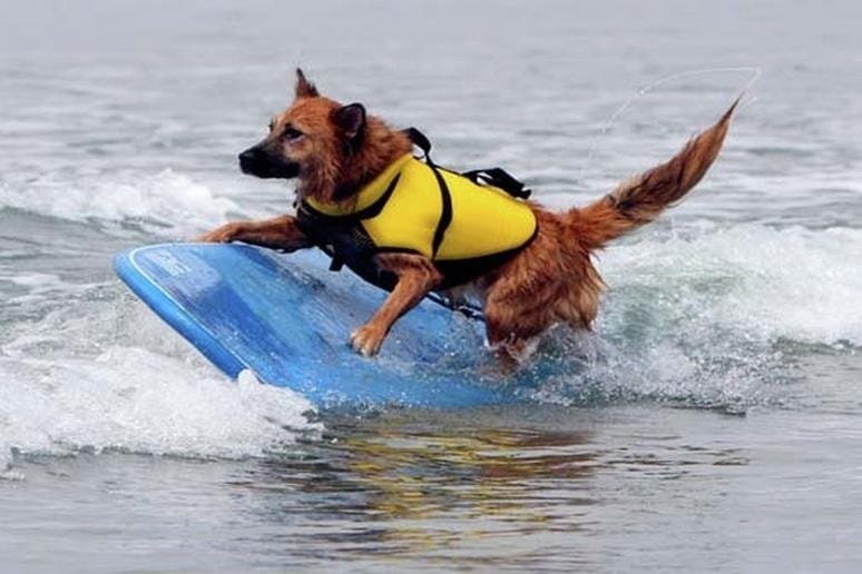 11 Photos Of Dogs Surfing - The Frisky