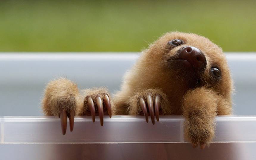 Happy Tuesday, Here’s A Baby Sloth! - The Frisky