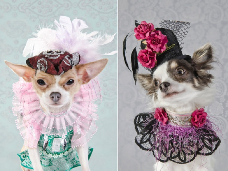 Dog Vogue Is The Fashion Magazine I’ve Been Waiting For - The Frisky