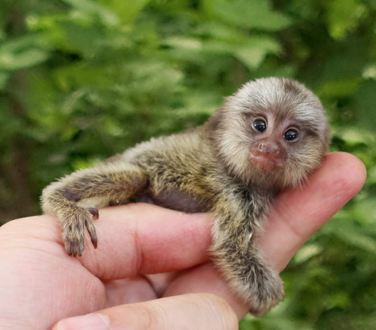 10 Super Small Baby Miniature Animals - The Frisky