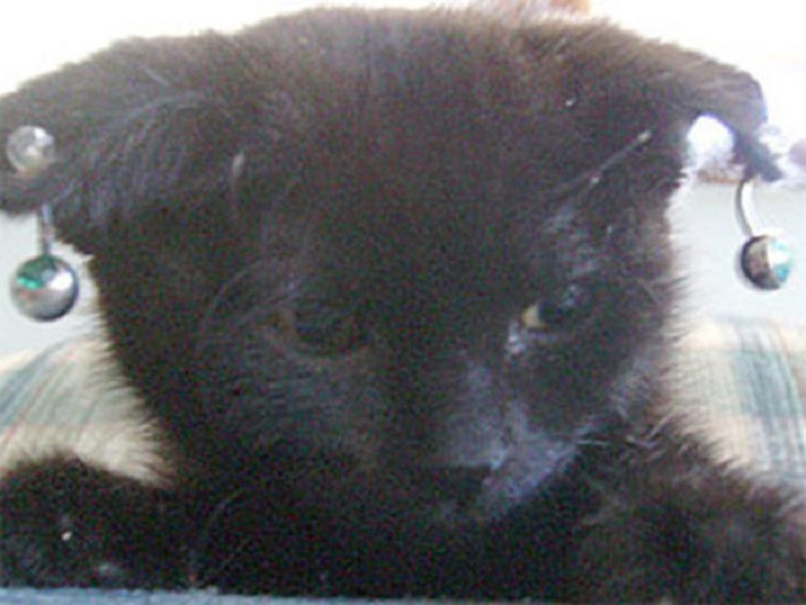 Goth Kitties? Woman Busted For Piercing Cats’ Ears And Tails - The Frisky