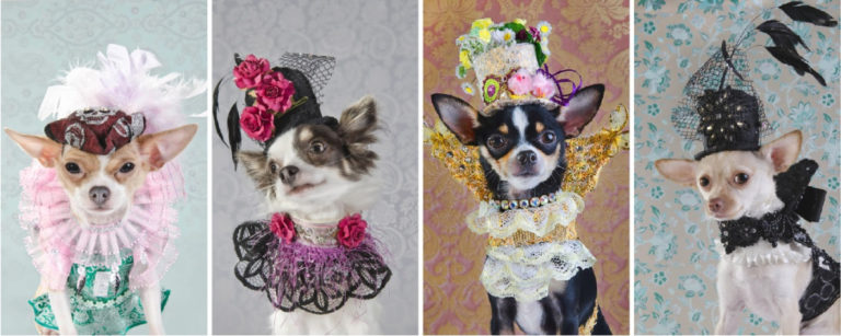 Dog Vogue Is The Fashion Magazine I’ve Been Waiting For - The Frisky