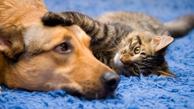 The Daily Squee: Dogs Try To Make Friends With Cats - The Frisky