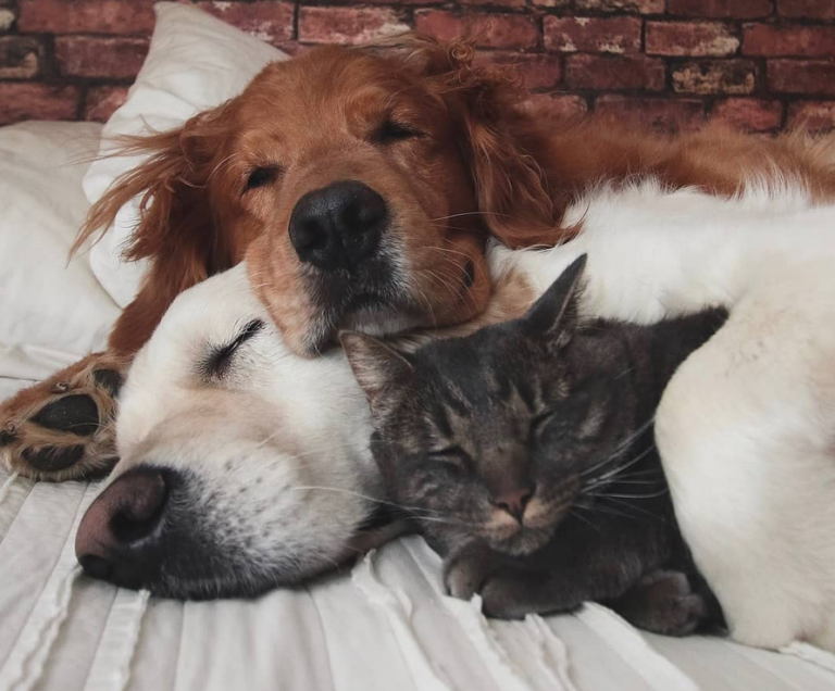 20 Cute Animals That Adore Cuddling - The Frisky