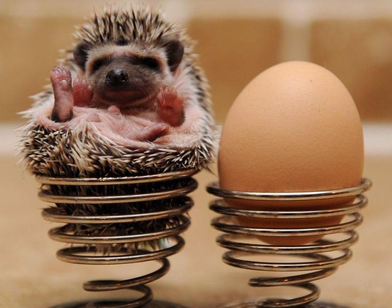 10 Super Small Baby Miniature Animals - The Frisky