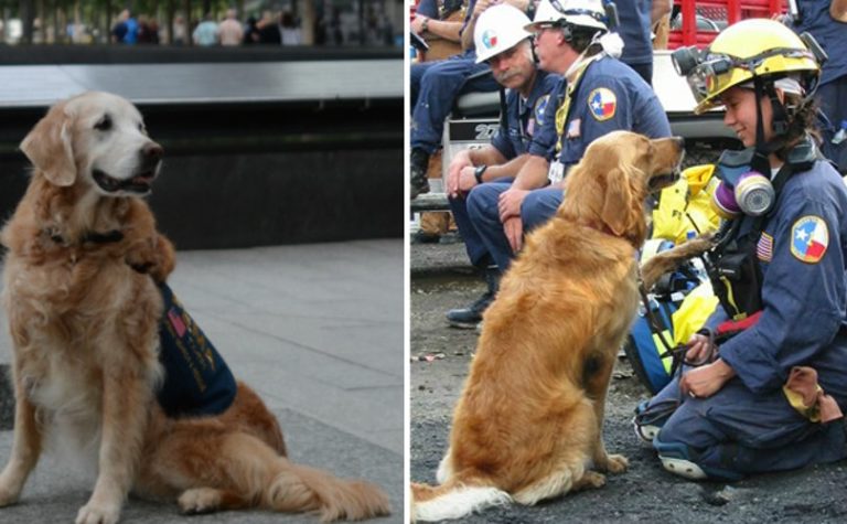 Last Known Living Service Dog From 9/11 Celebrates Her 16th Birthday ...