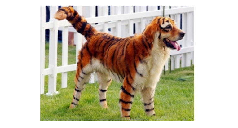 Puppie Pandas And Tiger Dogs, Oh My! - The Frisky