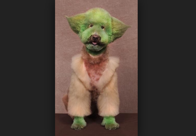 Doggy Nightmares: 8 Miserable Dog-testants In An Extreme Dog Grooming ...