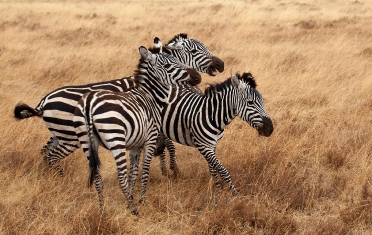Why you need to go on a safari - The Frisky