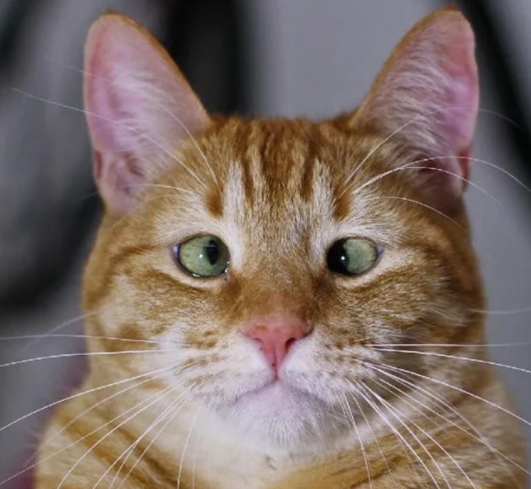 I Want To Eat This Adorable Cat Face - The Frisky