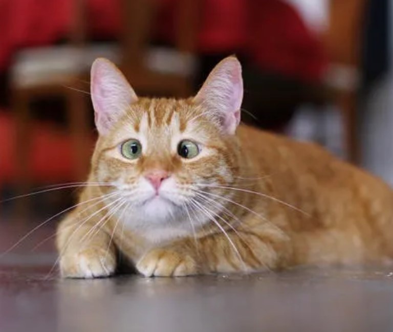 I Want To Eat This Adorable Cat Face - The Frisky