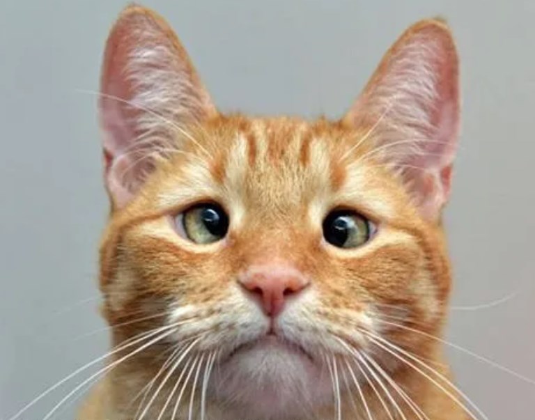 I Want To Eat This Adorable Cat Face - The Frisky