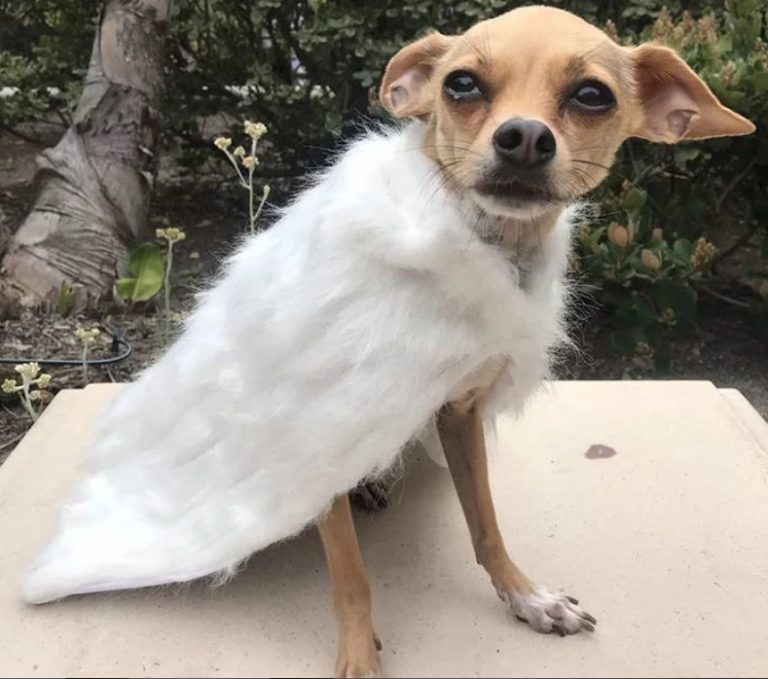 How to Style Your Pets to Look Like Game of Thrones Characters - The Frisky