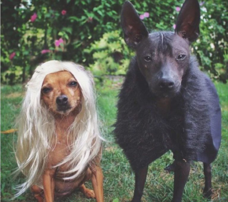 How to Style Your Pets to Look Like Game of Thrones Characters - The Frisky