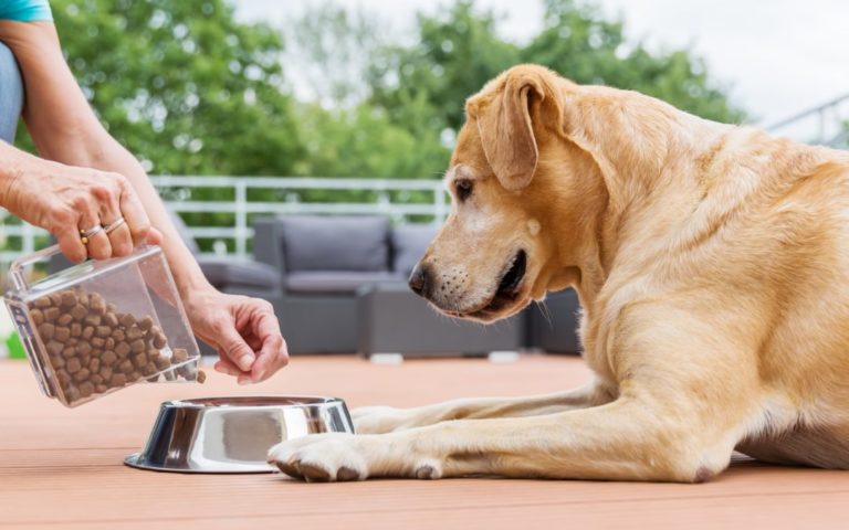 How to Care for a Dog Properly and Correctly - The Frisky