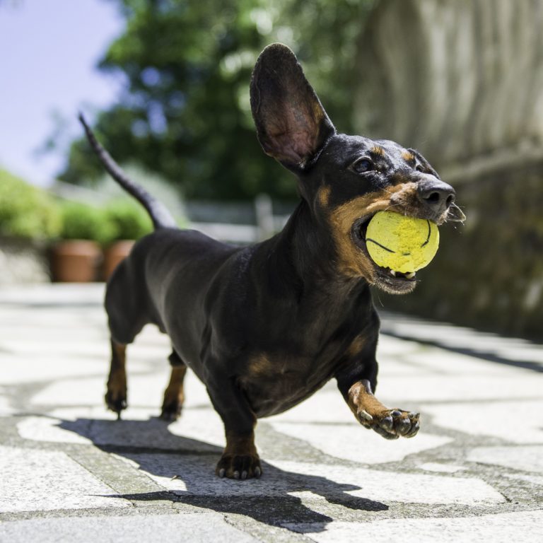 10 Reasons why you should own a Dachshund Puppy - The Frisky
