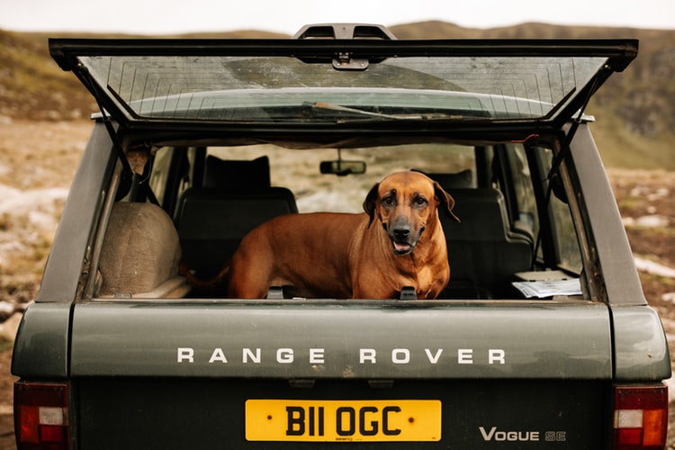 Tips for Moving with Dogs and Cats - The Frisky