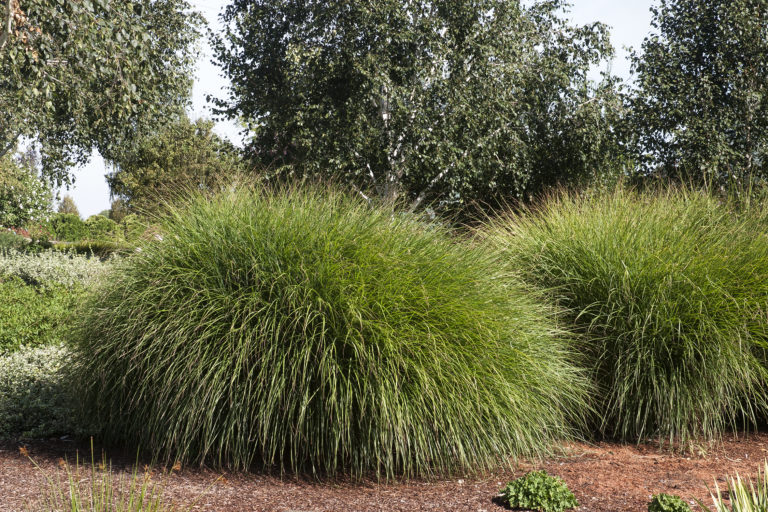 Ideal Plants For Your Garden - The Frisky