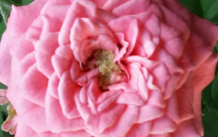 The Ecological Role of Roses in Perth - The Frisky