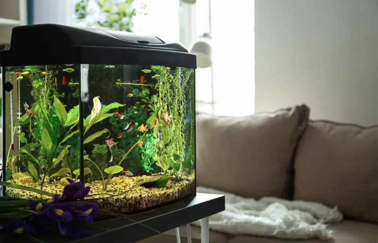 Beginner's Guide for Fish Care - The Frisky