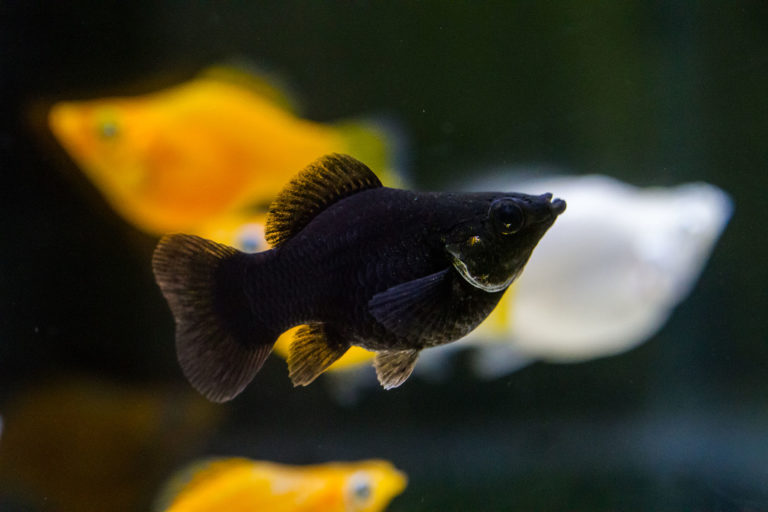 Great Starter Freshwater Aquarium Fish - The Frisky