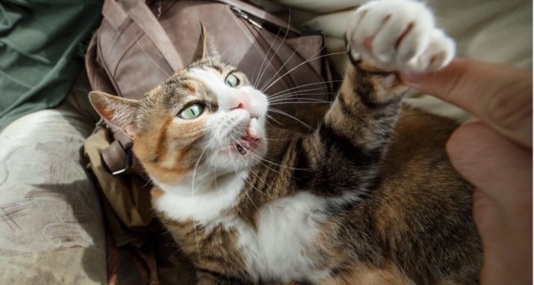 Is Your Cat Behaving Oddly? Fear Not, We Have the Answers - The Frisky