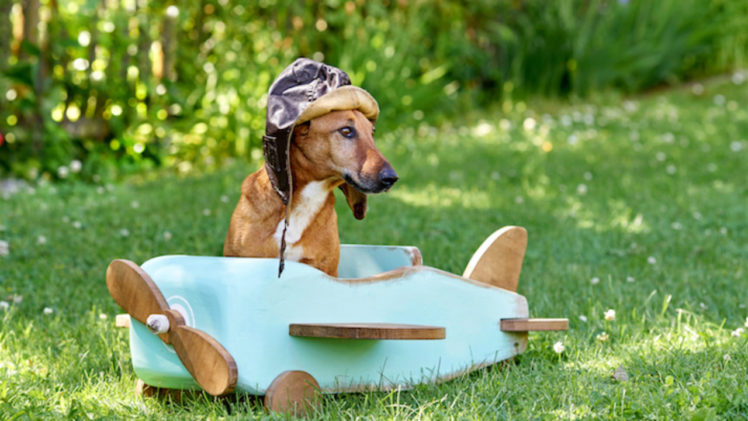 9 Tips for Taking a Happy Flight With Your Pup - The Frisky