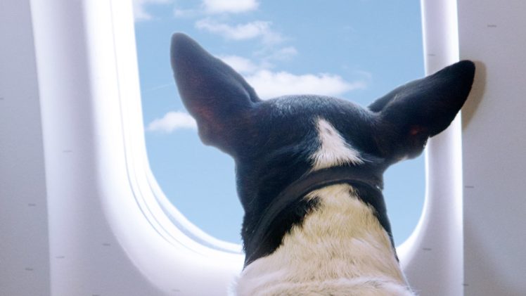 9 Tips for Taking a Happy Flight With Your Pup - The Frisky
