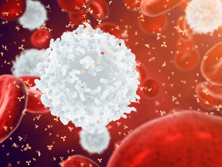 What Are White Blood Cells (WBCS)? The Complete Guide - The Frisky