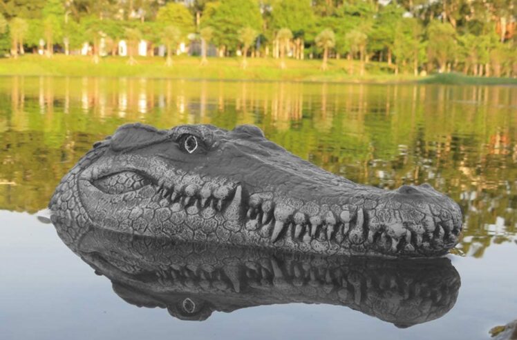 Best Remote Control Alligator Head in 2024 - The Frisky