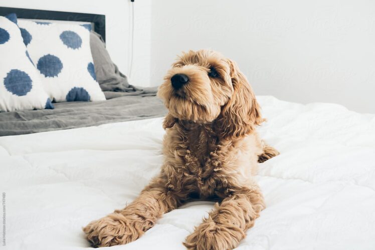 6 Things to Know Before You Adopt a Labradoodle Puppy - The Frisky