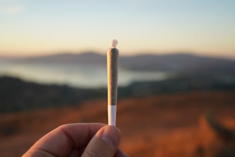 Everything You Should Know About Hemp Pre-Rolls - The Frisky