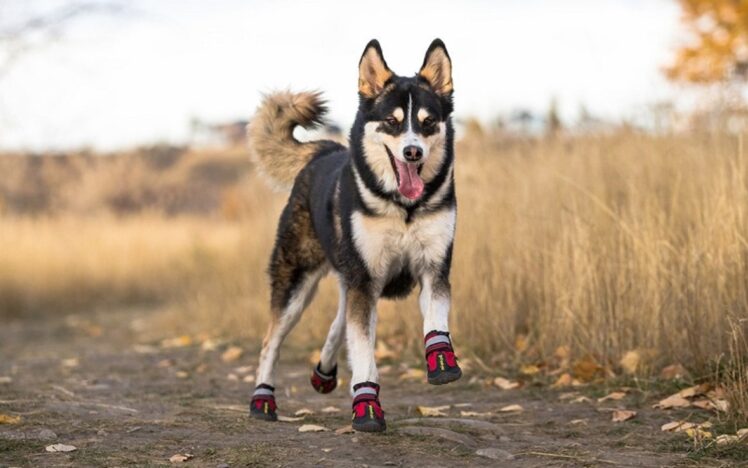 8 Accessories To Consider When You Get A New Dog - The Frisky
