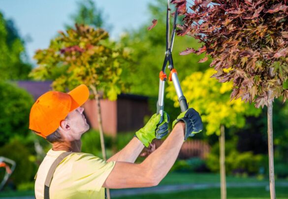 5 Things to Look For When Hiring Professional Tree Services - The Frisky