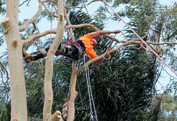 6 Reasons You Should Call A Tree Service Professional - The Frisky